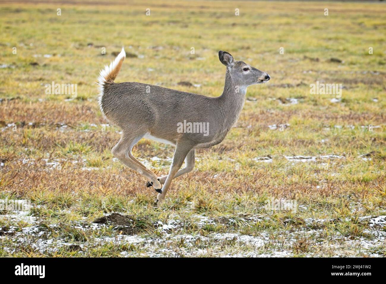 White tail deer running hi-res stock photography and images - Alamy