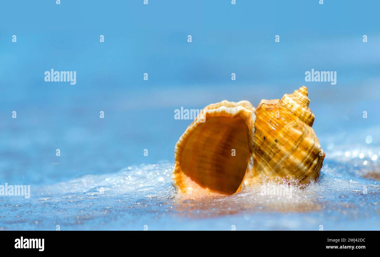 Closeup seashell hi-res stock photography and images - Alamy