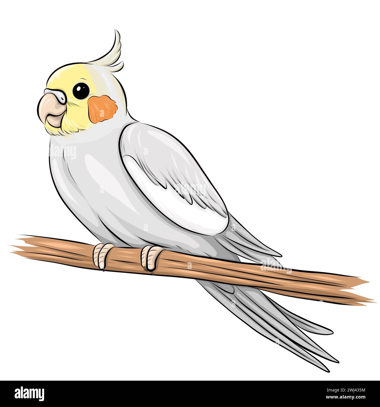 Cockatiel cartoon hi-res stock photography and images - Alamy