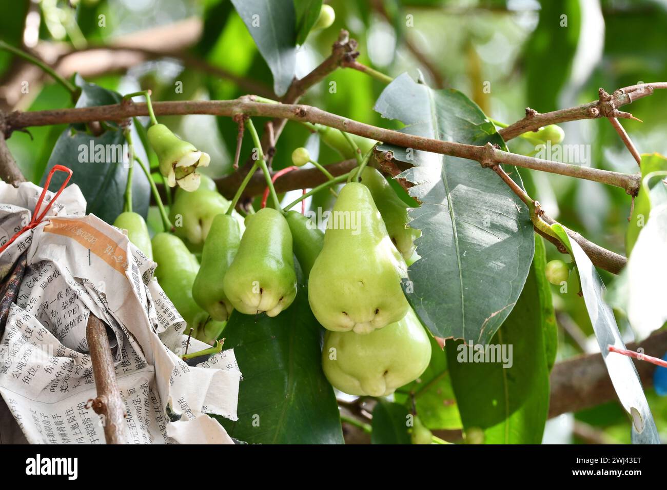 Vitamin healthy nutrition hi-res stock photography and images - Alamy
