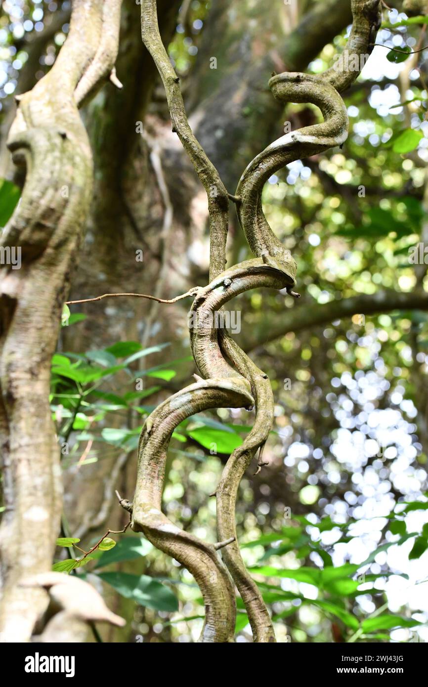 Branches capture hi-res stock photography and images - Alamy