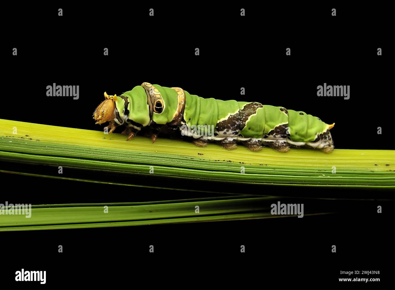 A Caterpillar Citrus Swallowtail on the branch with dark background ...