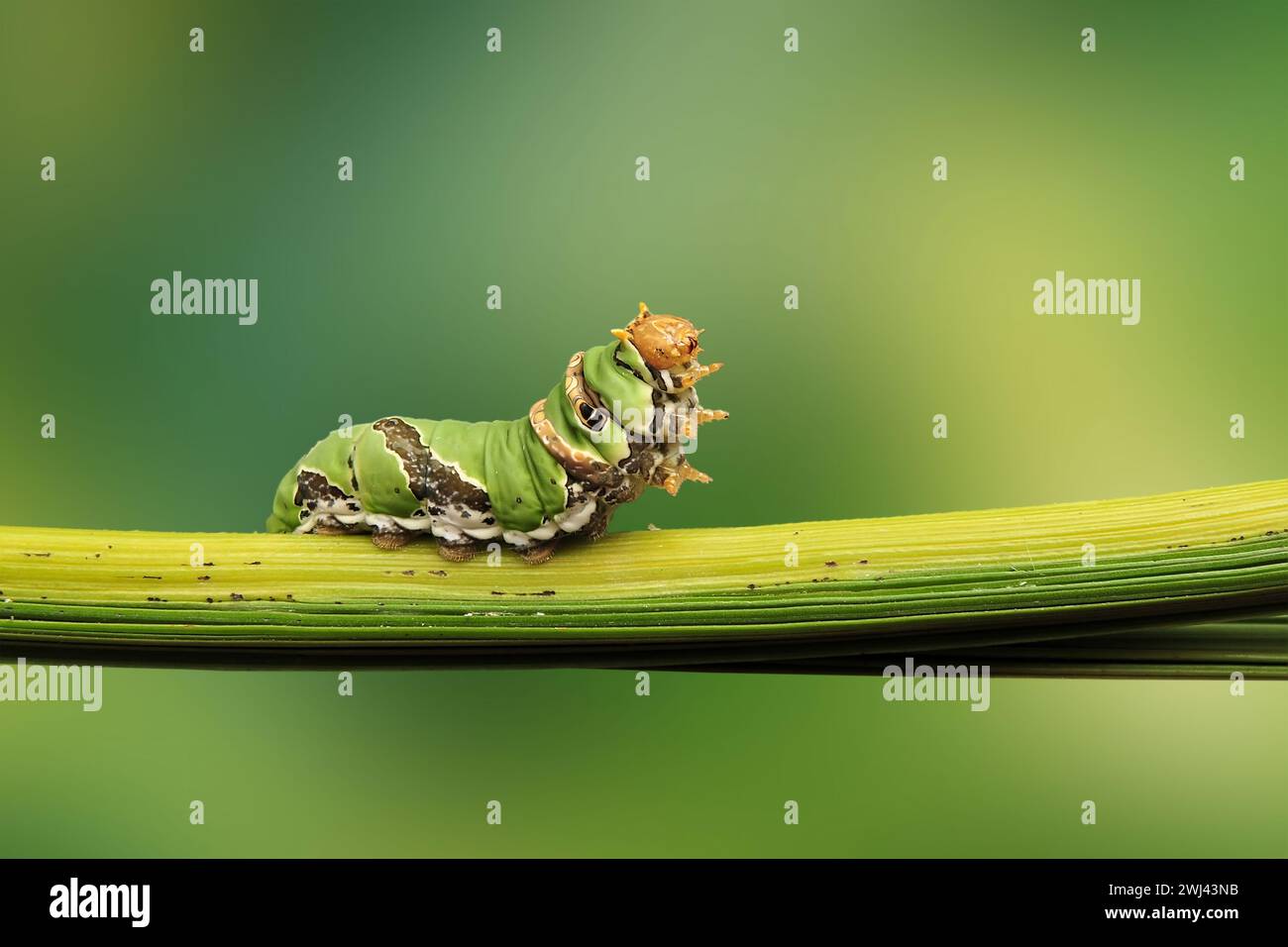 A Caterpillar Citrus Swallowtail on the branch with green background ...