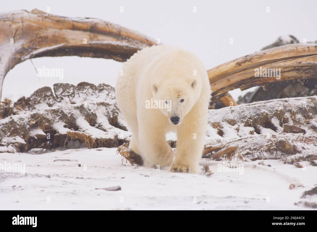 polar bear Ursus maritimus along a barrier island on the Arctic coast ...
