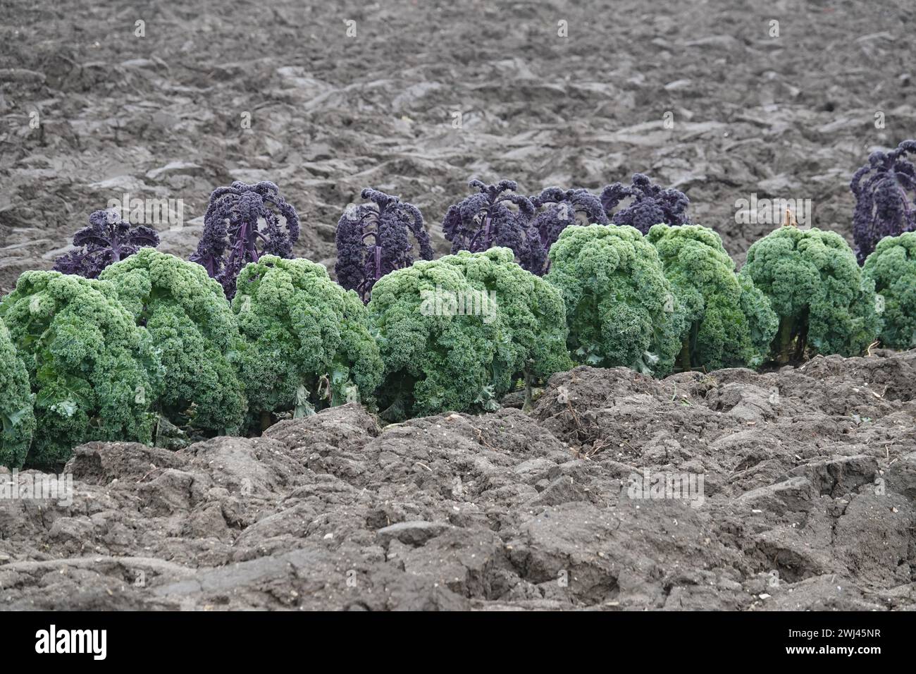 Kohl arten hi-res stock photography and images - Alamy