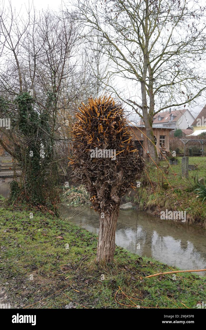 Osier tree hi-res stock photography and images - Alamy