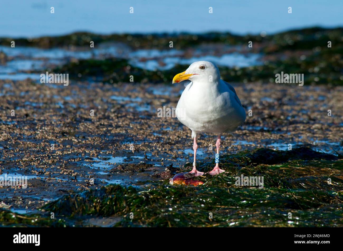 Devils punch bowl state park hi-res stock photography and images - Alamy
