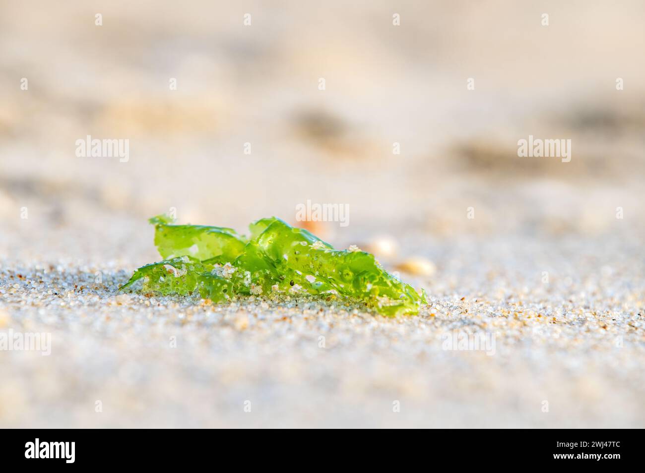 Sea lettuce beach hi-res stock photography and images - Alamy
