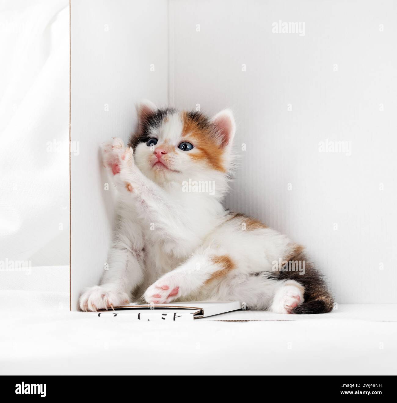 Curious kitten pose hi-res stock photography and images - Alamy