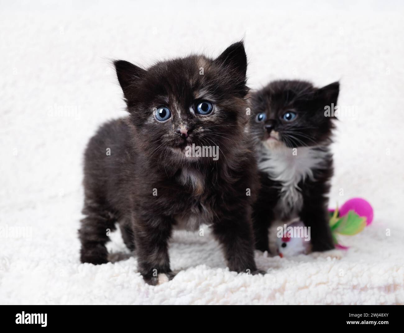 Two pretty confused young hi-res stock photography and images - Alamy