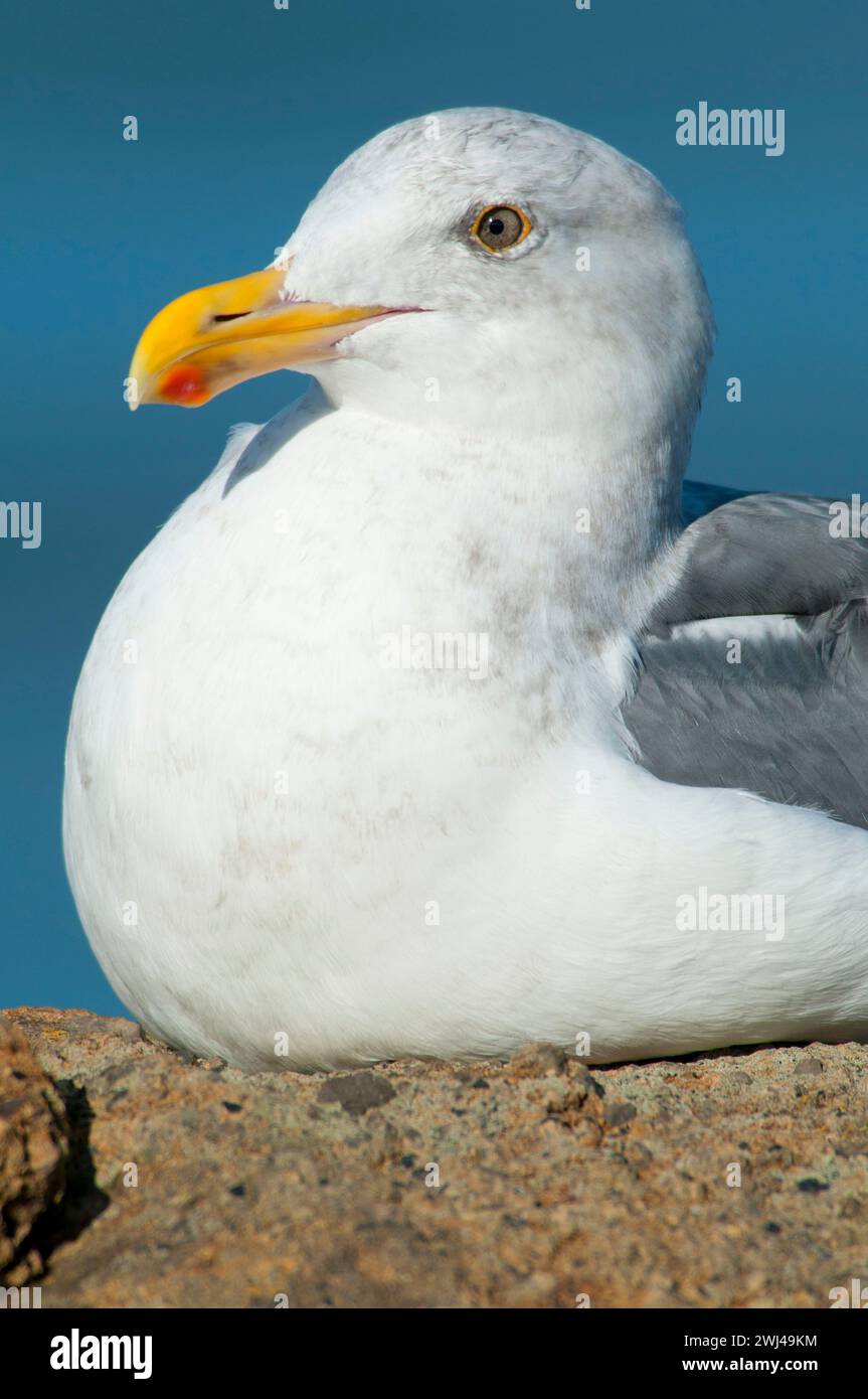 Gull, Fishing Rock State Park, Lincoln City, Oregon Stock Photo - Alamy