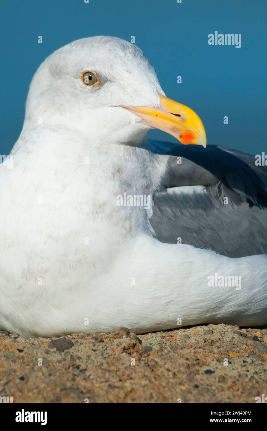 Gull, Fishing Rock State Park, Lincoln City, Oregon Stock Photo - Alamy