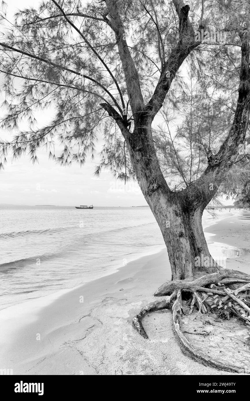 Tree growing on sandy beach Stock Photo - Alamy
