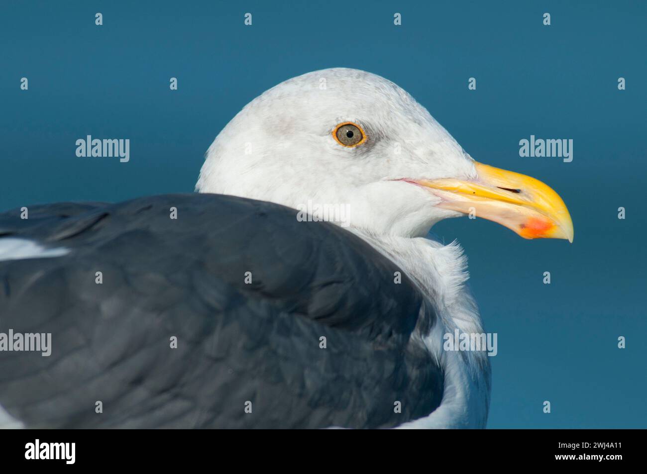Gull, Fishing Rock State Park, Lincoln City, Oregon Stock Photo - Alamy
