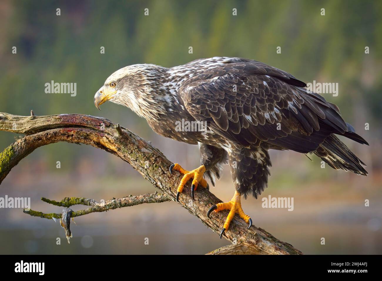 Eagle side profile hi-res stock photography and images - Alamy