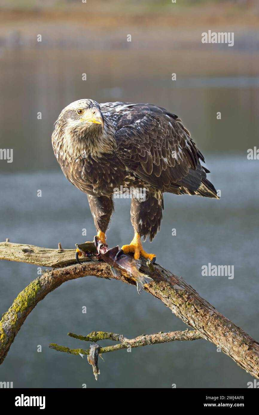 Young eagle on a branch in Idaho Stock Photo - Alamy