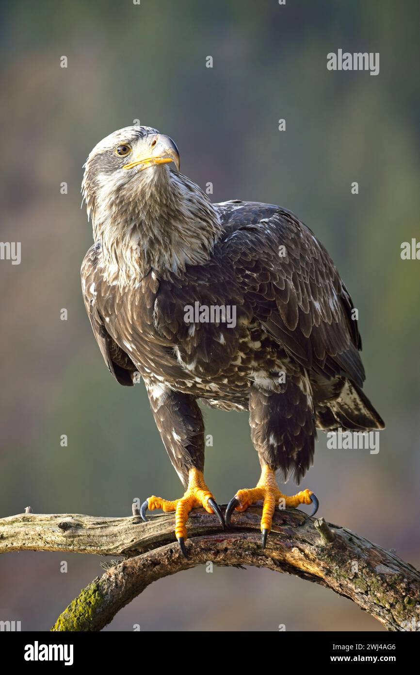 Bald eagle juvenile perching hi-res stock photography and images - Alamy