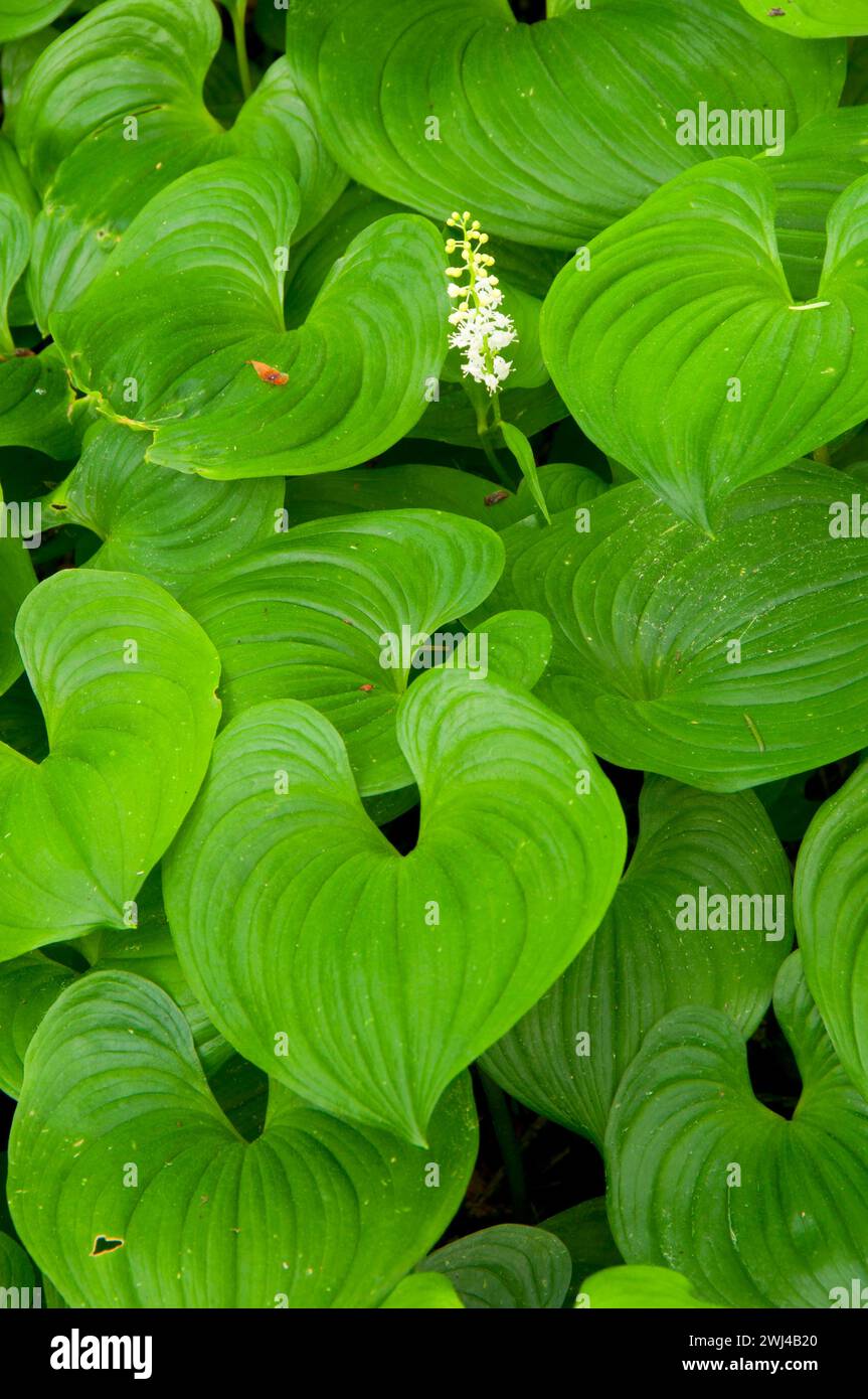 Wild lily of the Valley (Maianthemum canadensis), Yaquina Bay State ...