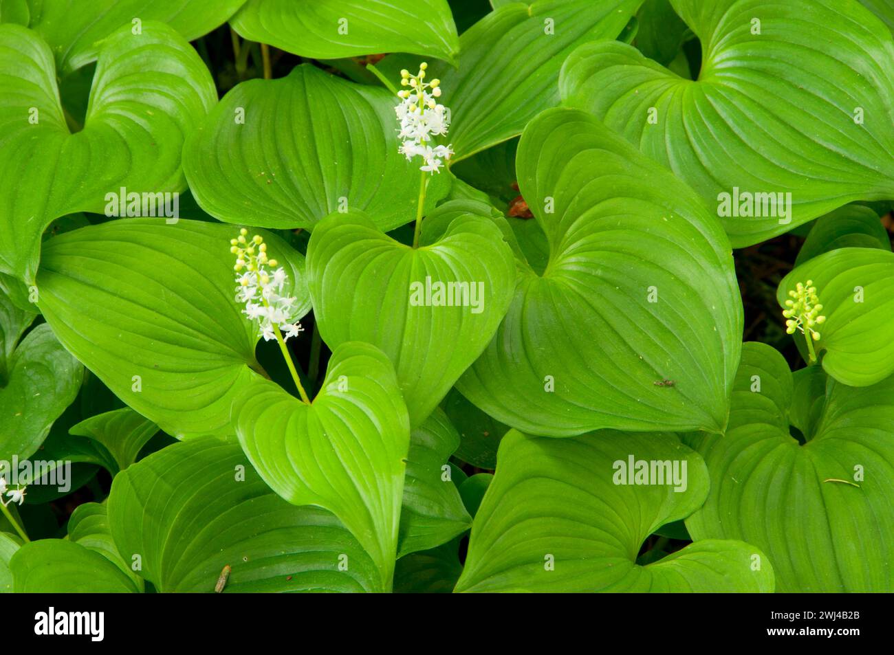 Wild lily of the Valley (Maianthemum canadensis), Yaquina Bay State ...