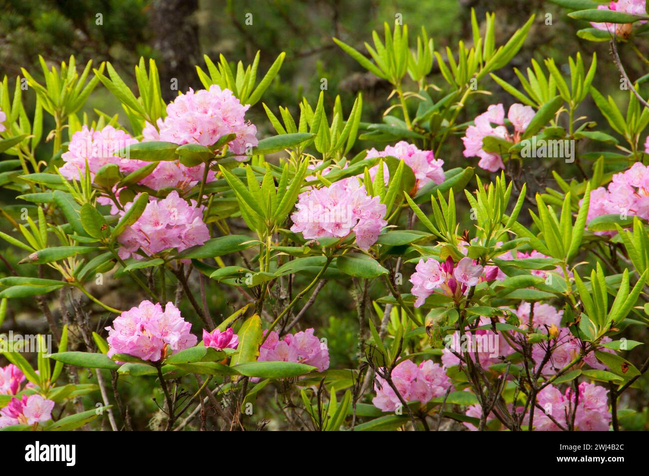 Pacific rhododendron (Rhododendron macrophyllum), Yaquina Bay State ...