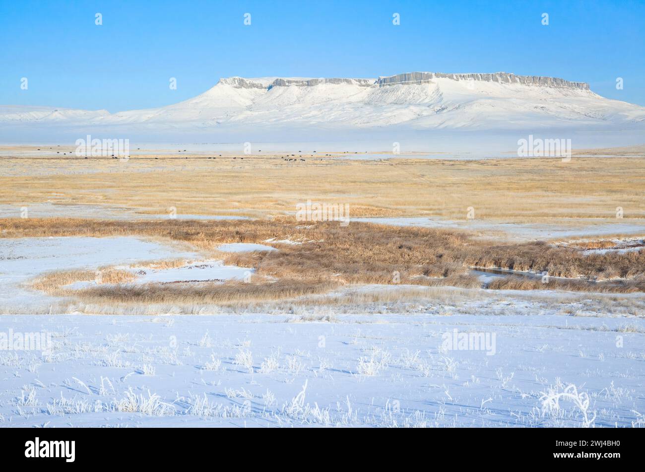 cattle grazing on rangeland in the little muddy creek valley below ...