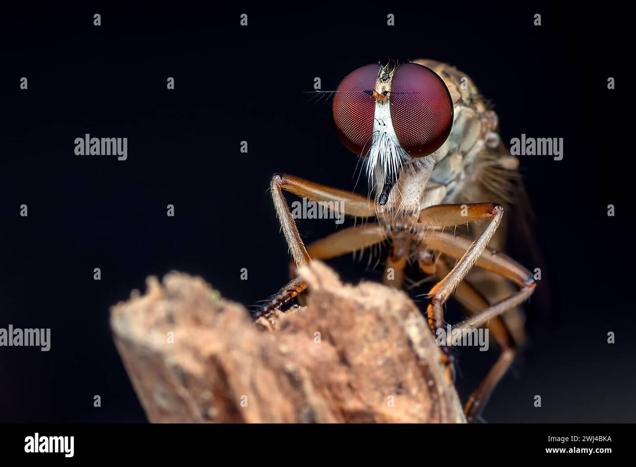 Robberfly ( Asilidae) hunting a fly in a dark background Stock Photo ...