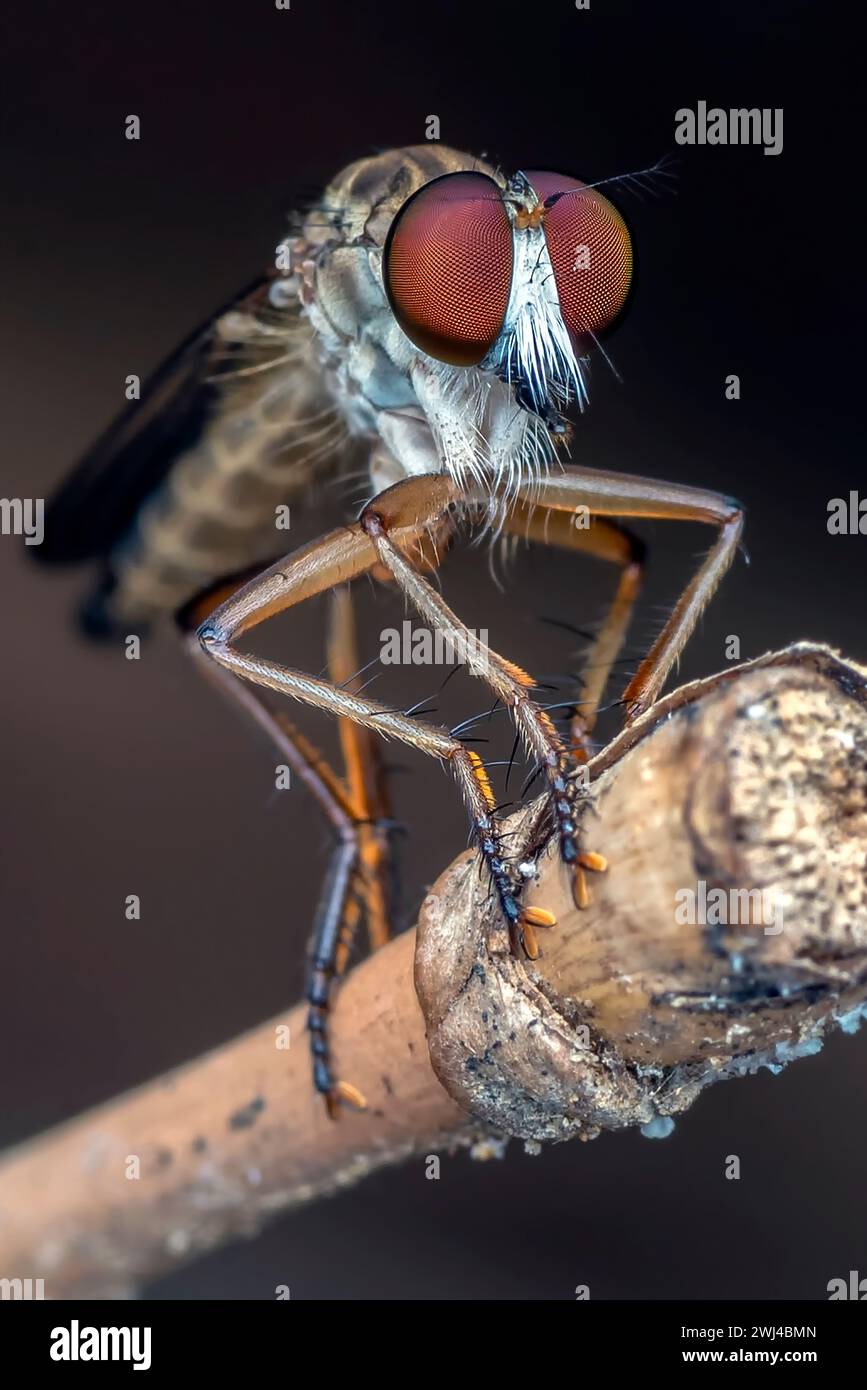 Robberfly ( Asilidae) hunting a fly in a dark background Stock Photo ...