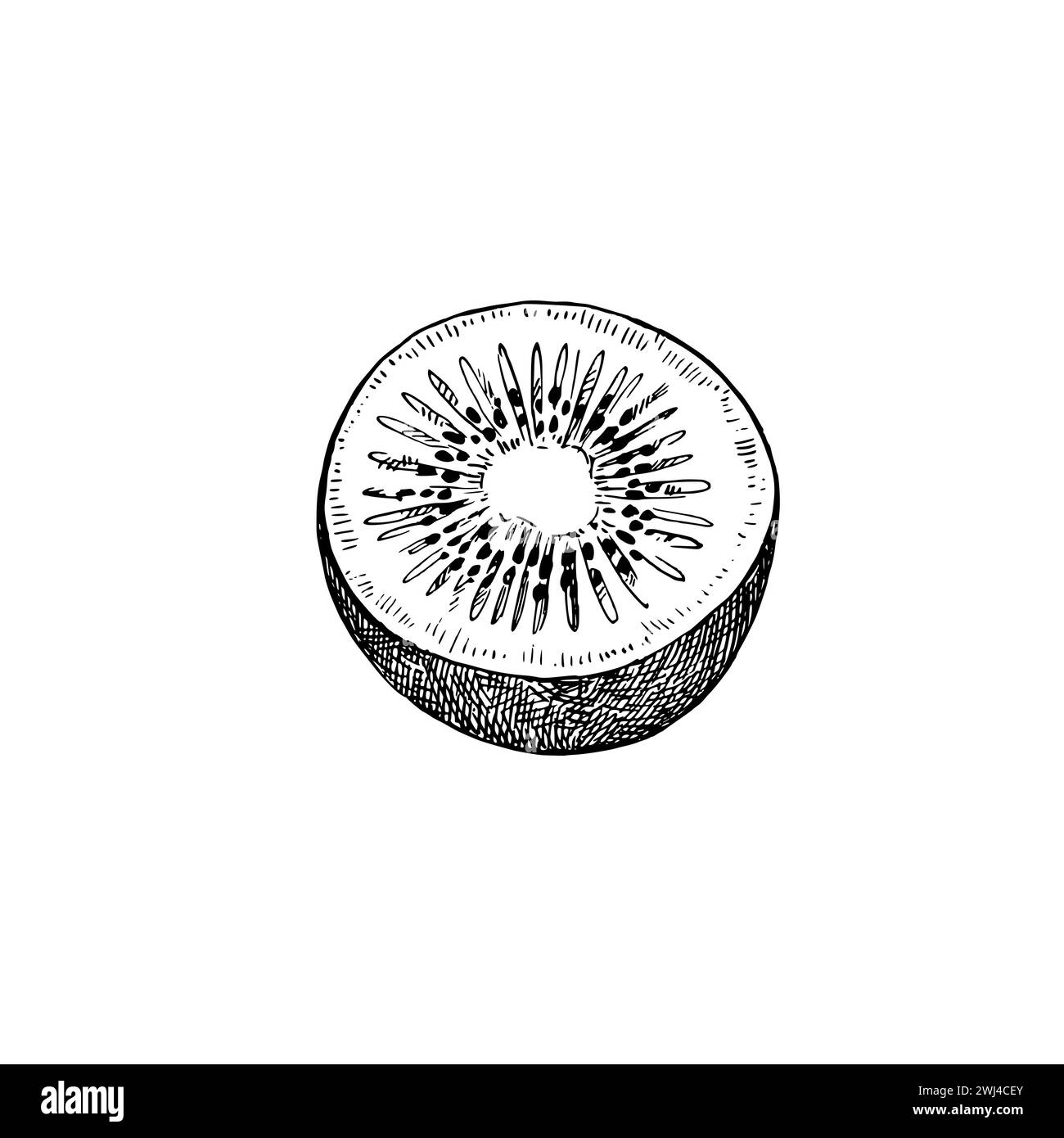 Kiwi, isolated on white background.Hand-drawn ink illustration in retro ...