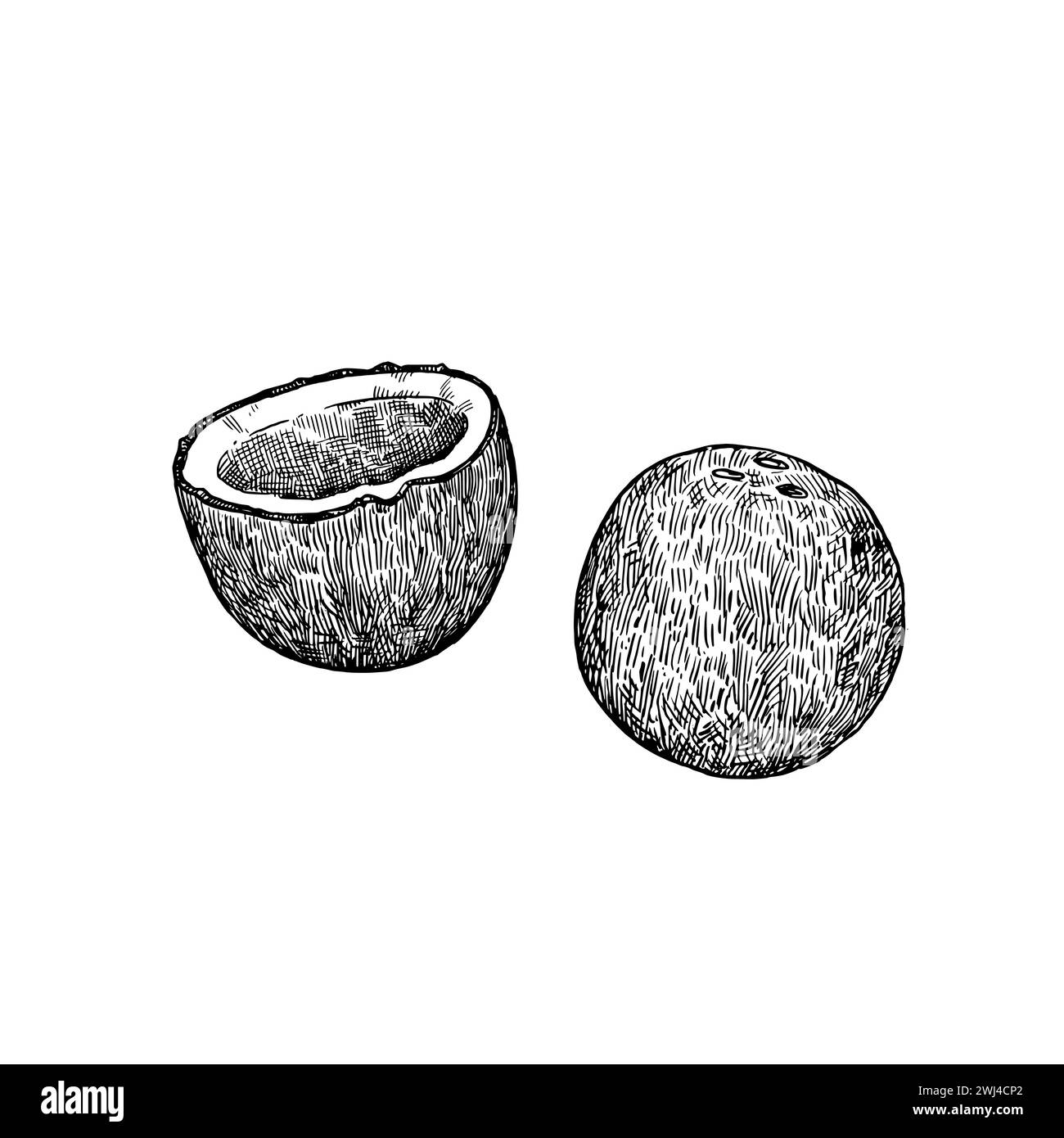 Coconut, isolated on white background. Hand-drawn ink illustration in ...