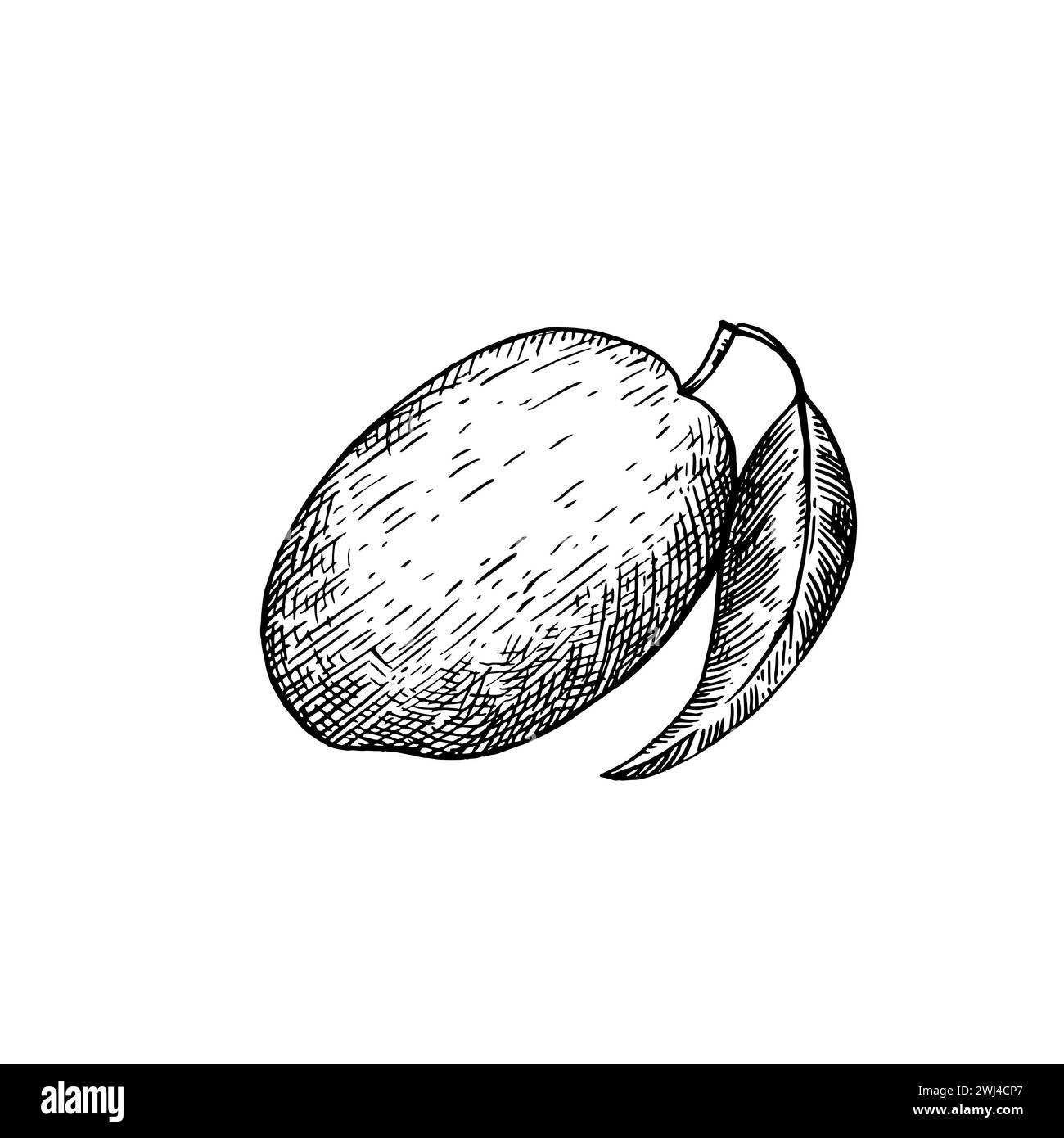 Mango isolated on white background. Hand-drawn ink illustration in ...