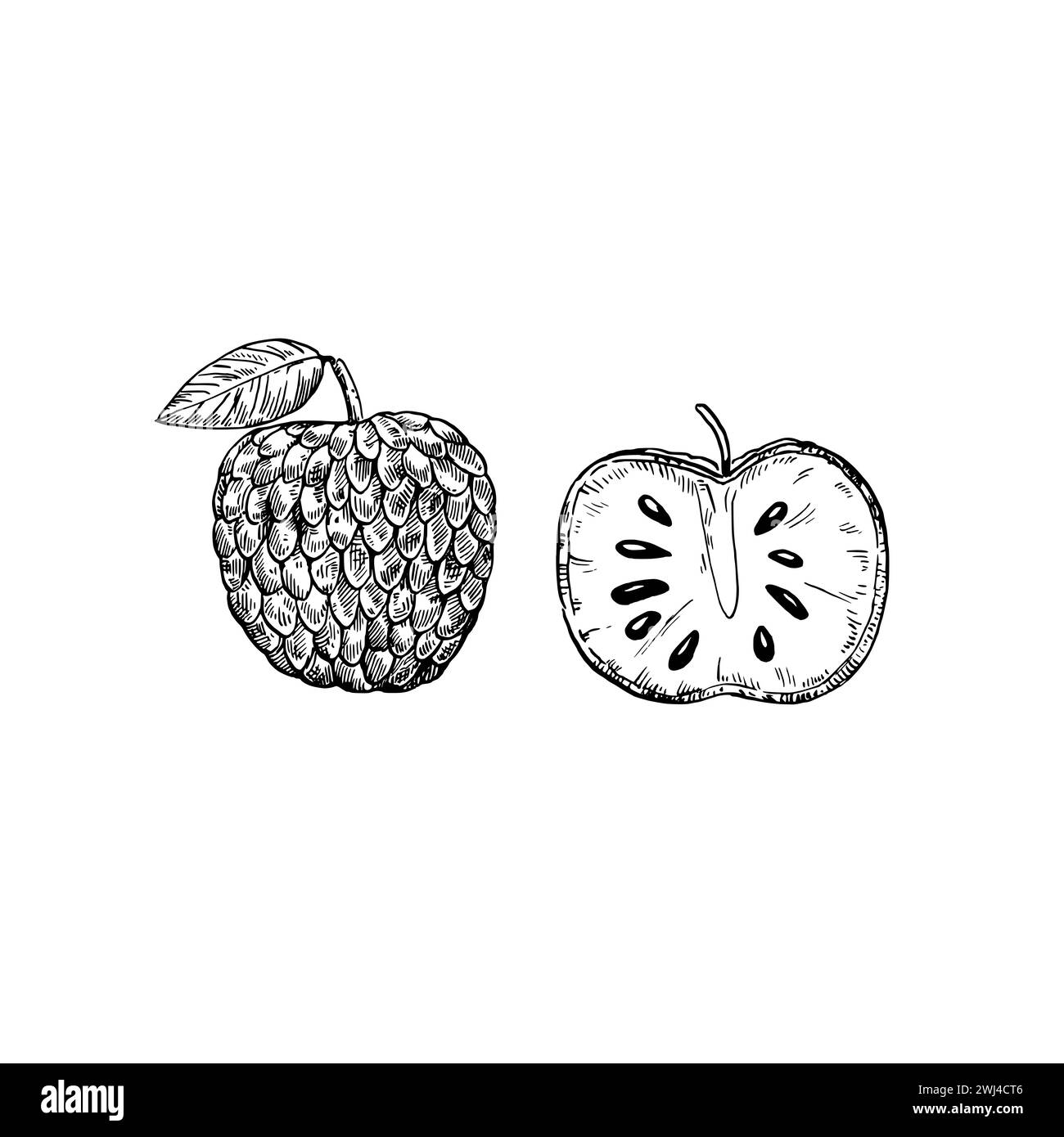 Sugar apple isolated on white backgroundHand-drawn ink illustration in ...
