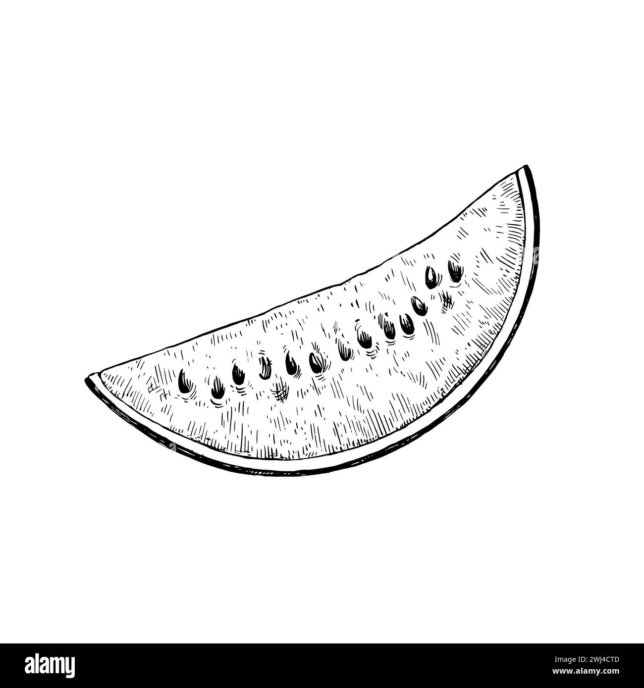 Watermelon isolated on white background. Hand-drawn ink illustration in ...