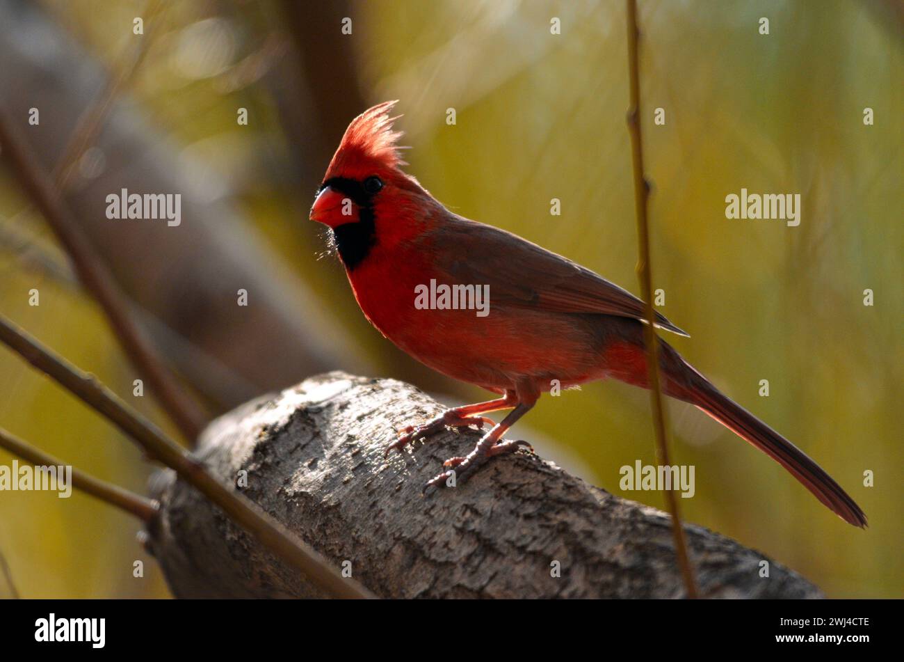 Bright red Cardinal bird Stock Photo - Alamy