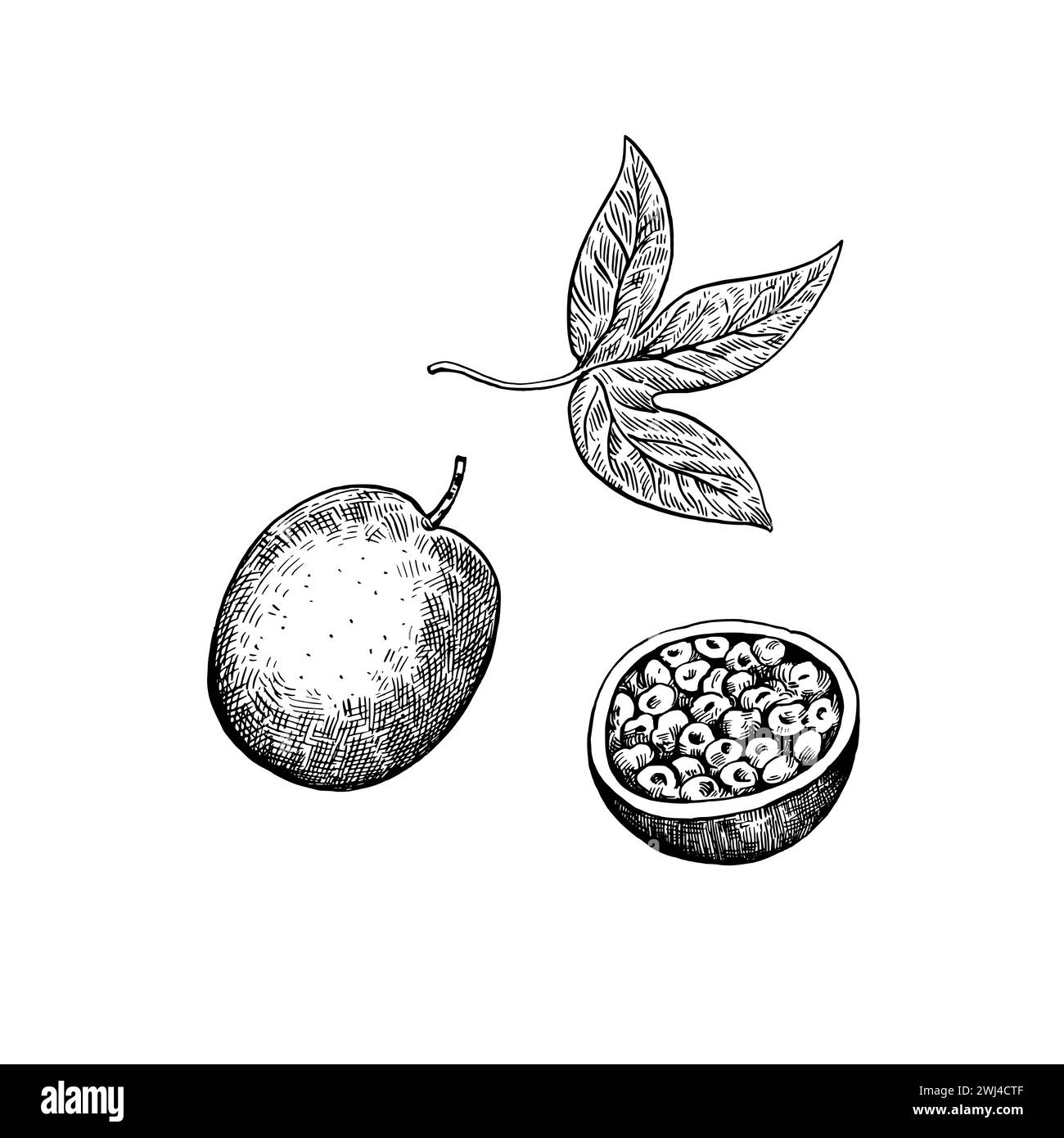 Passionfruit isolated on white background. Hand-drawn ink illustration ...