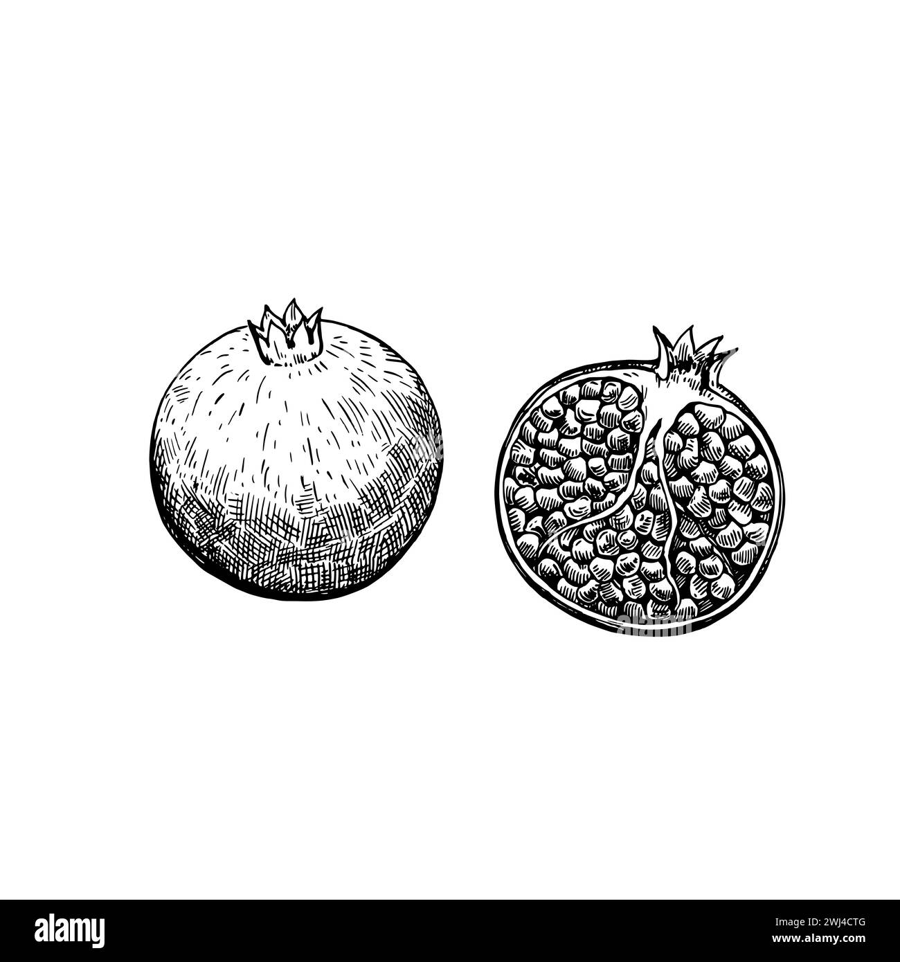 Pomegranate isolated on white background. Hand-drawn ink illustration ...