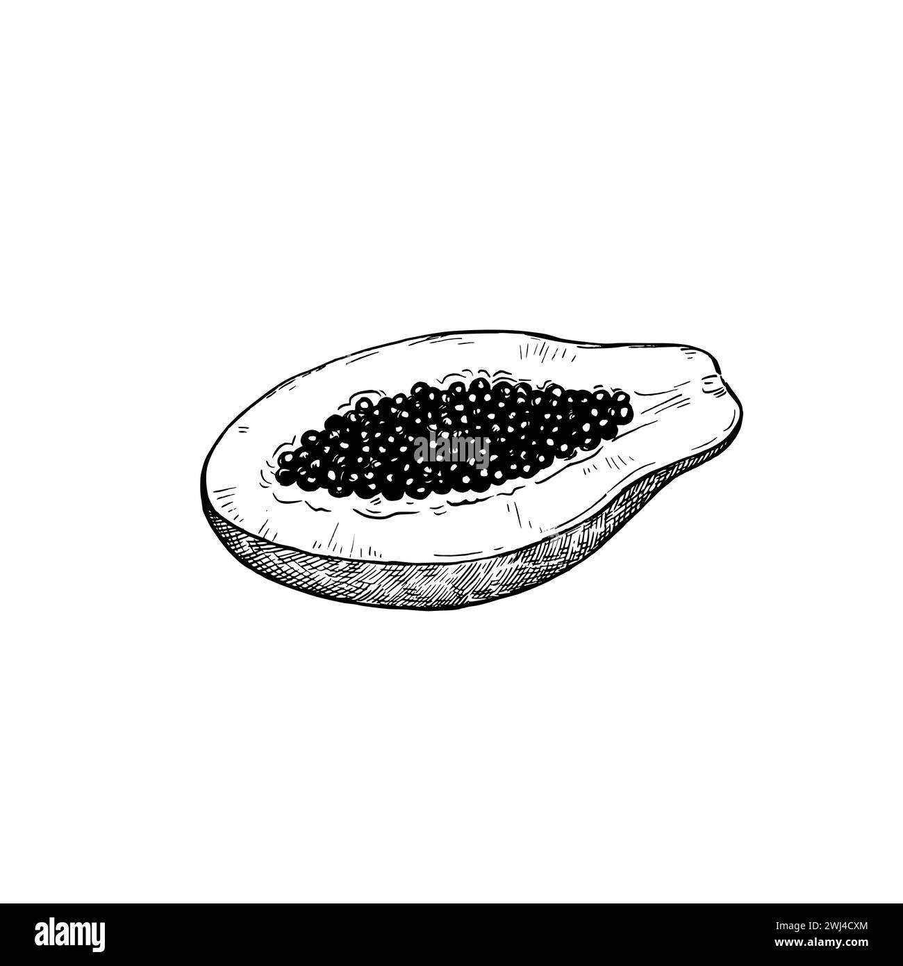 Papaya, isolated on white background. Hand-drawn ink illustration in ...