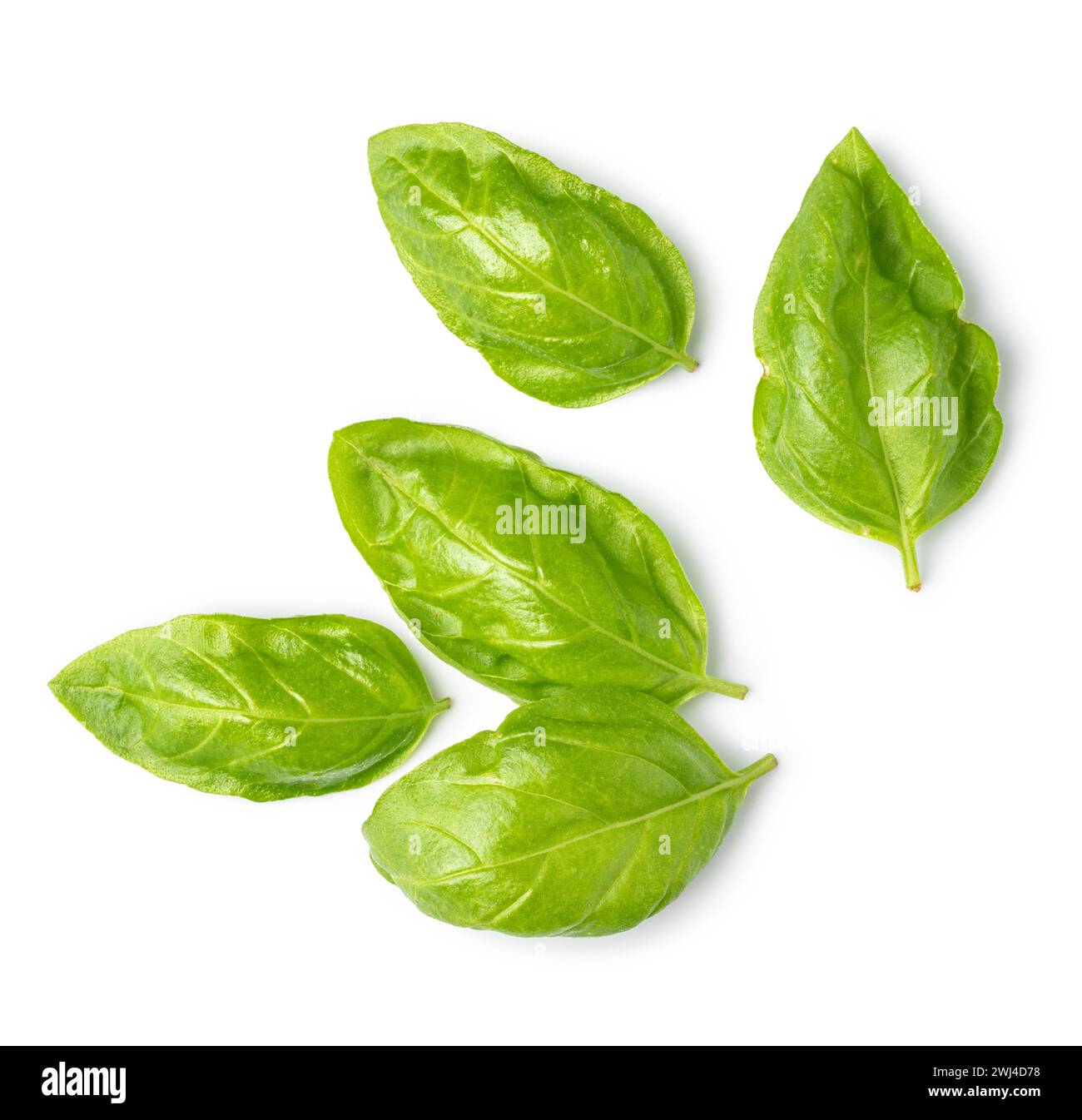 Fresh basil spice hi-res stock photography and images - Alamy