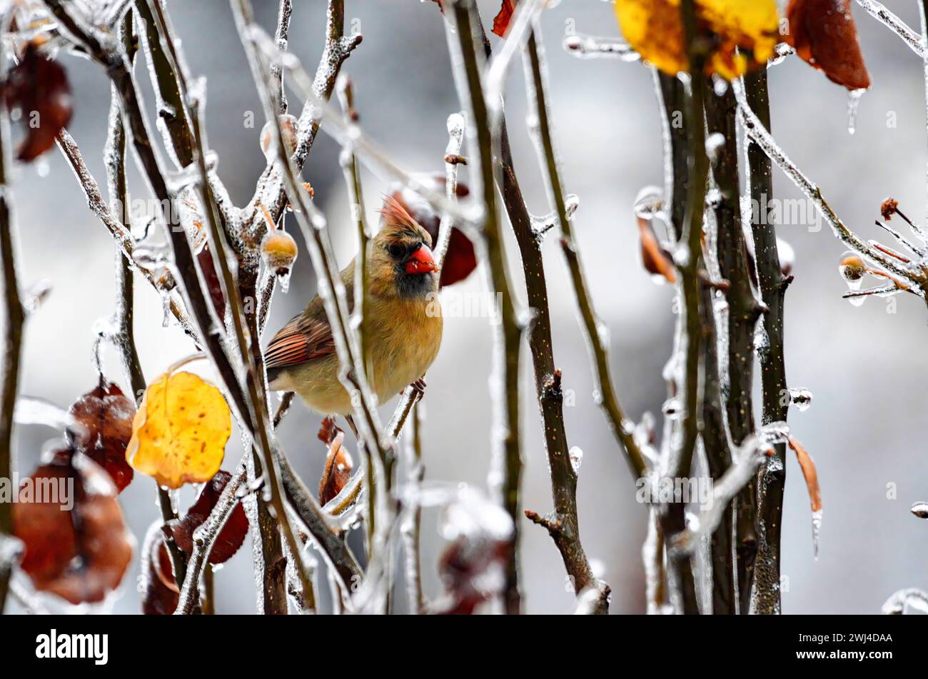 Female northern cardinal bird pearched on ice covered tree branches ...