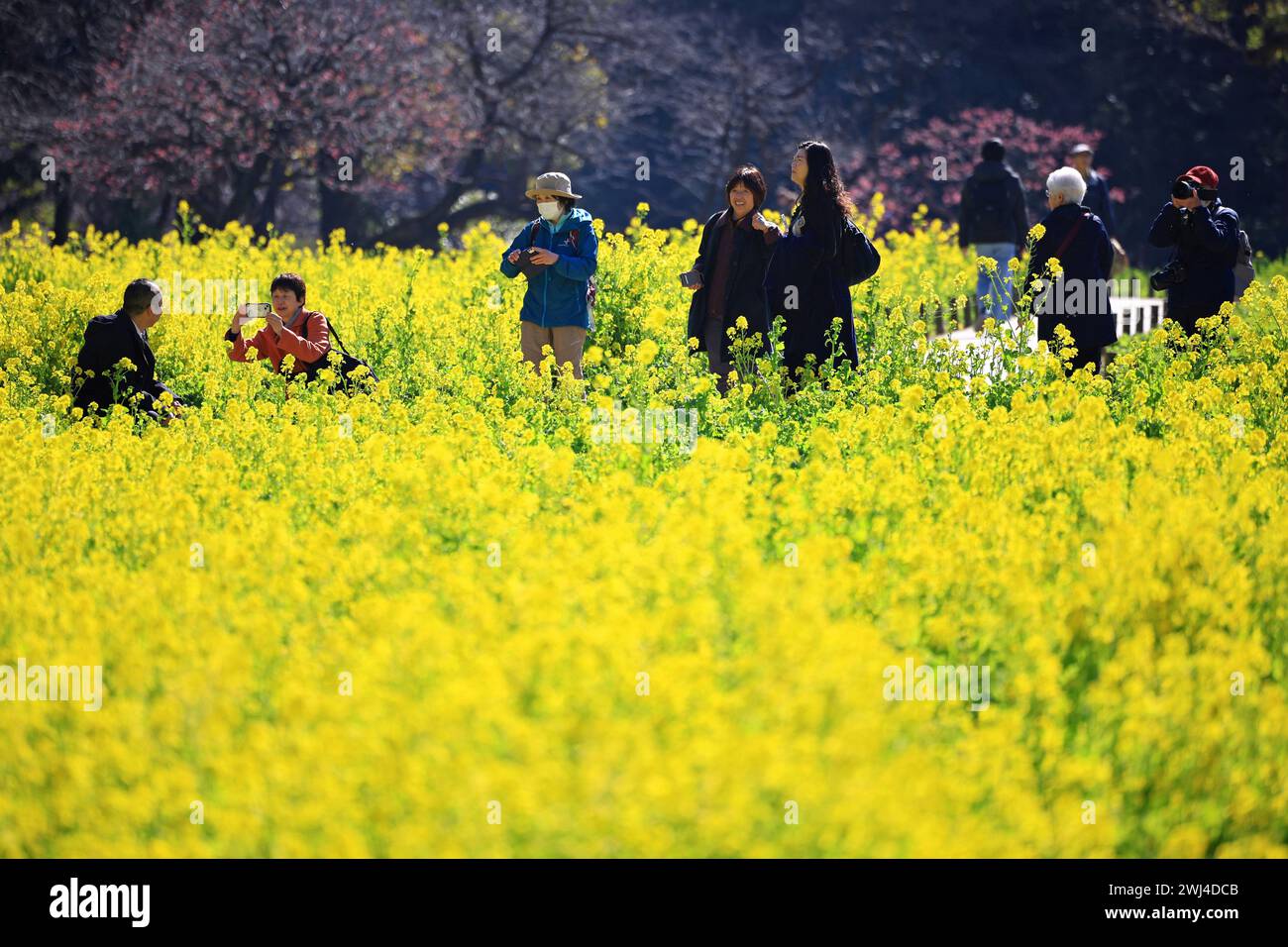 Rape-flowers are in full bloom at Hama-rikyu Gardens in Tokyo on Feb ...