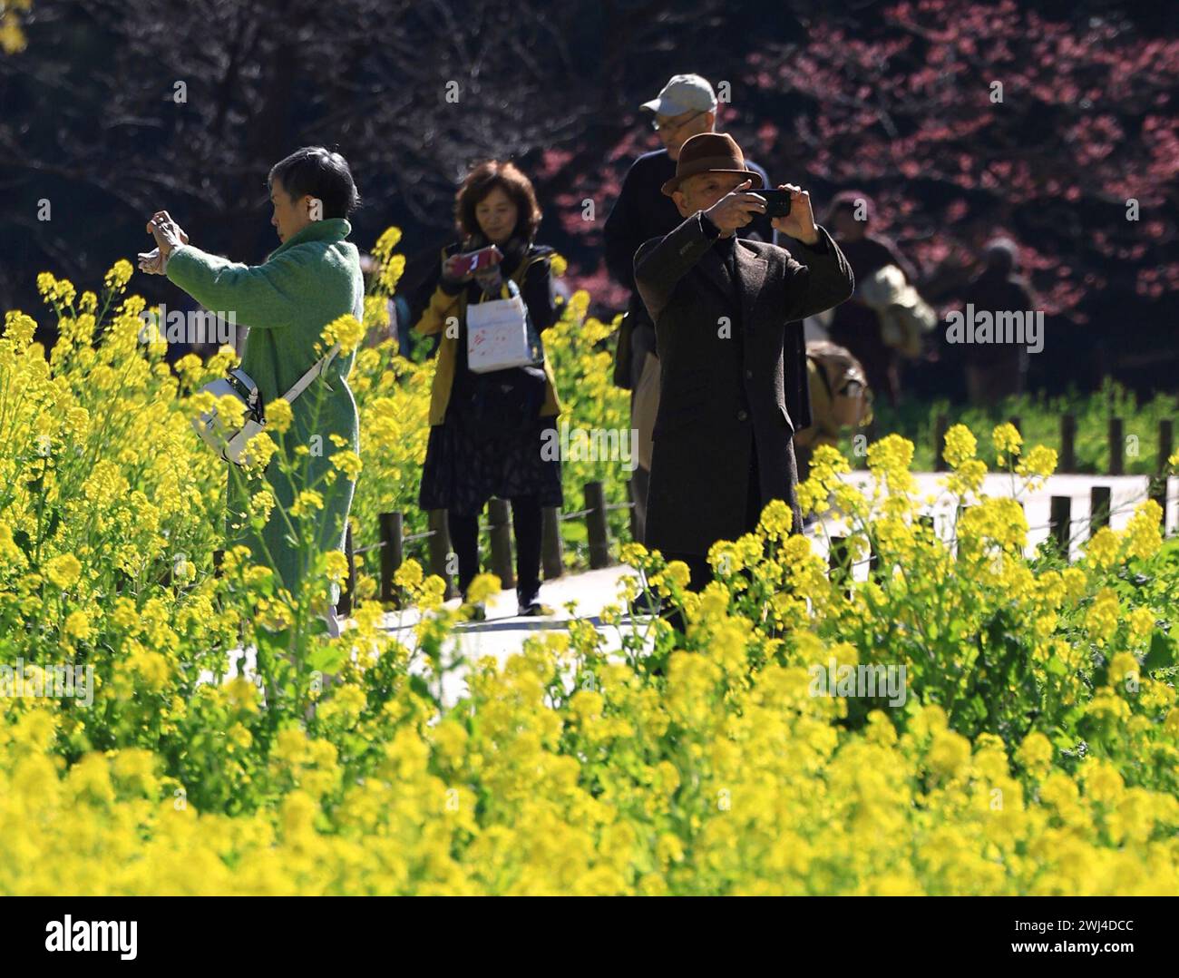 Rape-flowers are in full bloom at Hama-rikyu Gardens in Tokyo on Feb ...