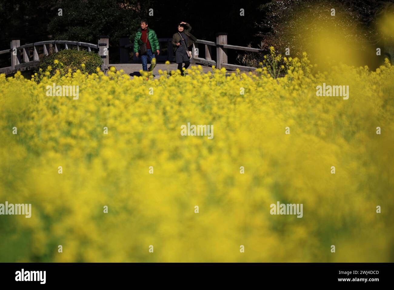 Rape-flowers are in full bloom at Hama-rikyu Gardens in Tokyo on Feb ...