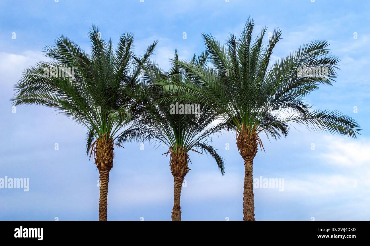 Branches trees green leaves hi-res stock photography and images - Alamy