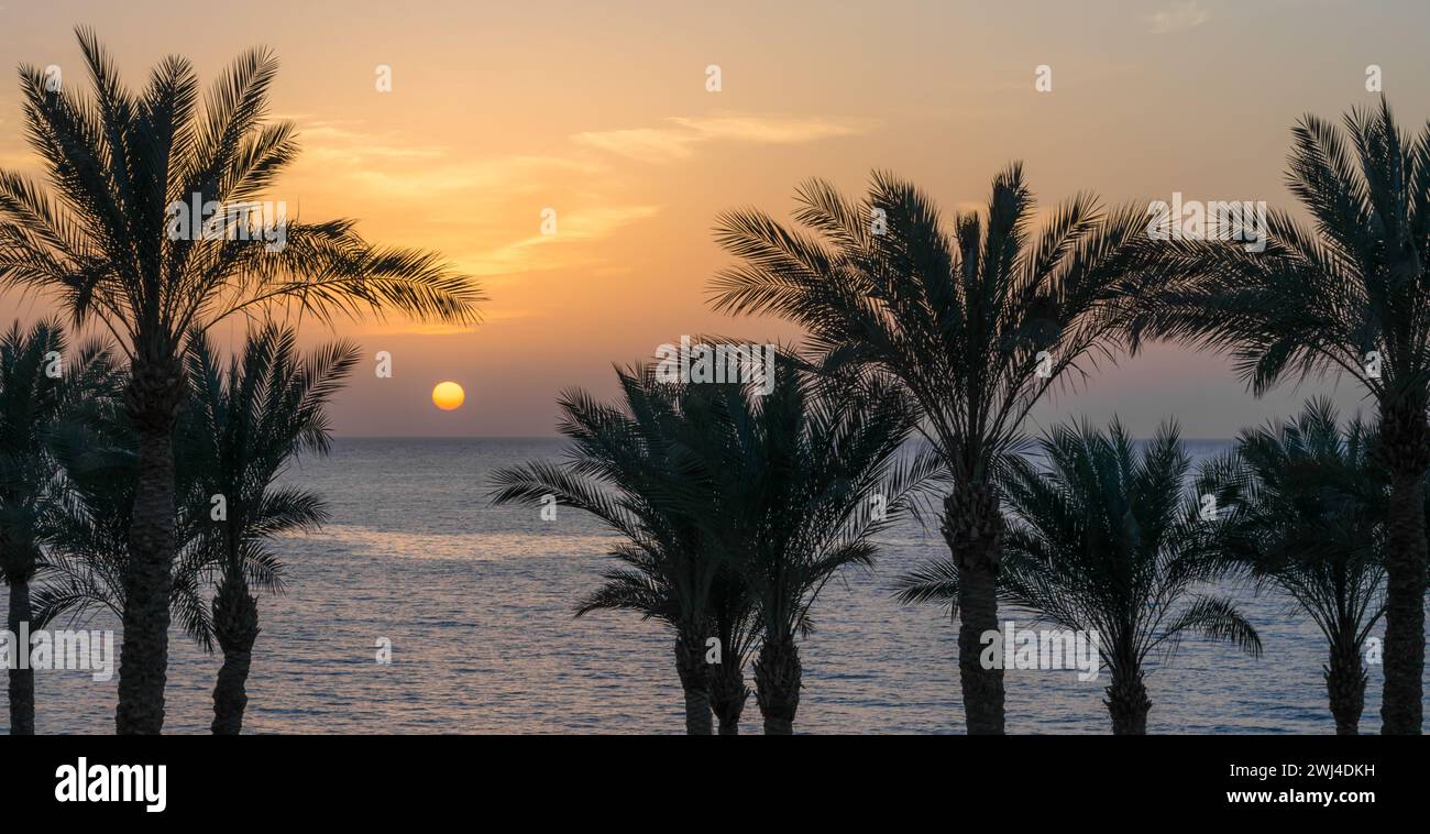 Evening sunset landscape on the background of the silhouette of palm ...