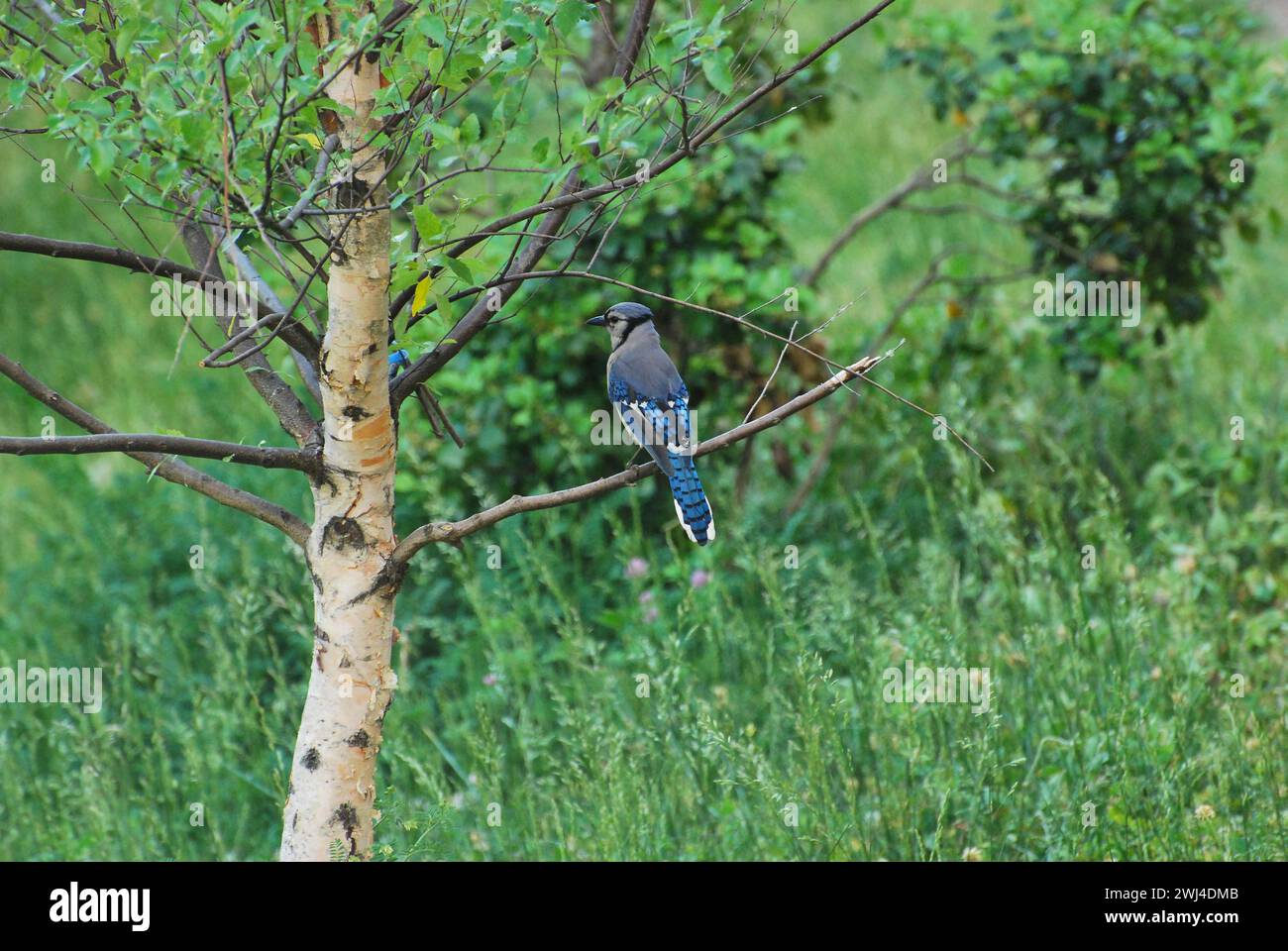 Bluejay bird, pearched on a tree branch during spring. WIth tall grass and green leaves in the ...