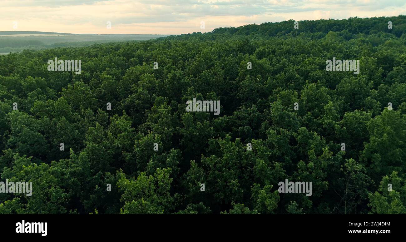Aerial forest view nature background green trees Stock Photo - Alamy