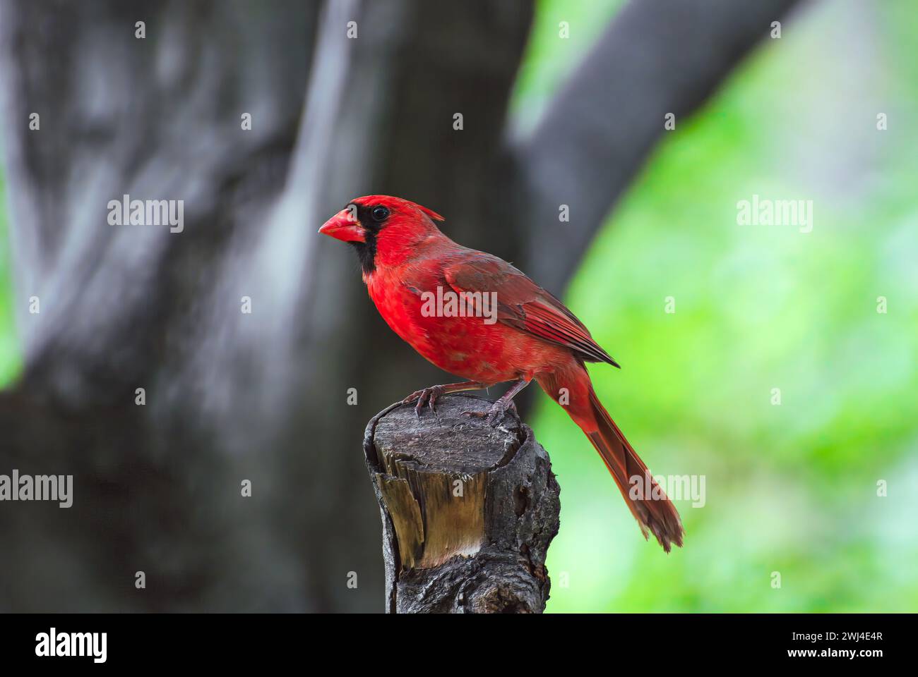 Bright red Cardinal bird Stock Photo - Alamy