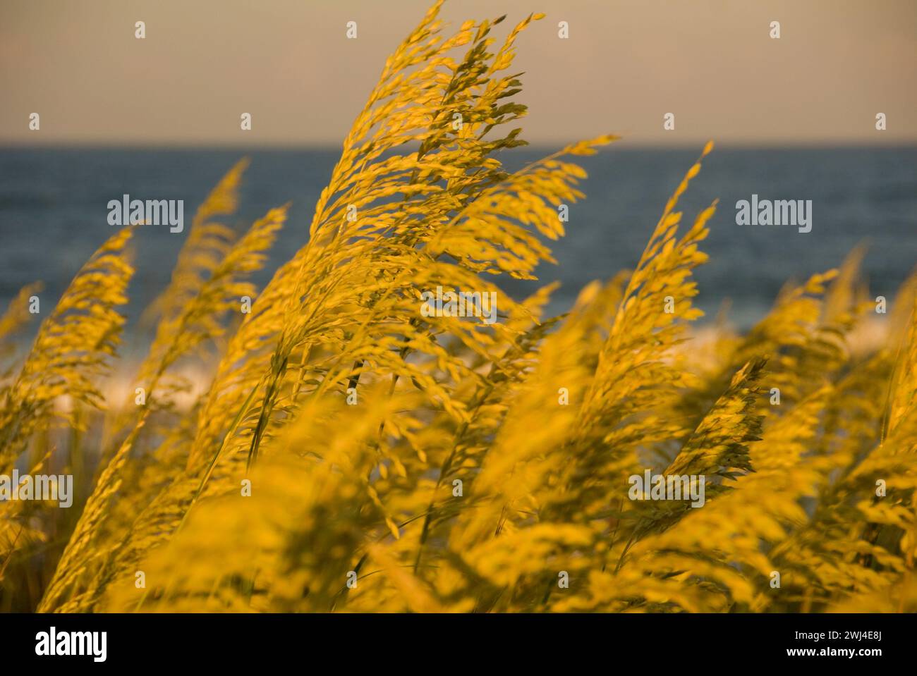 sea oats and grasses grow on sand dunes of the Outer Banks seacoast of ...