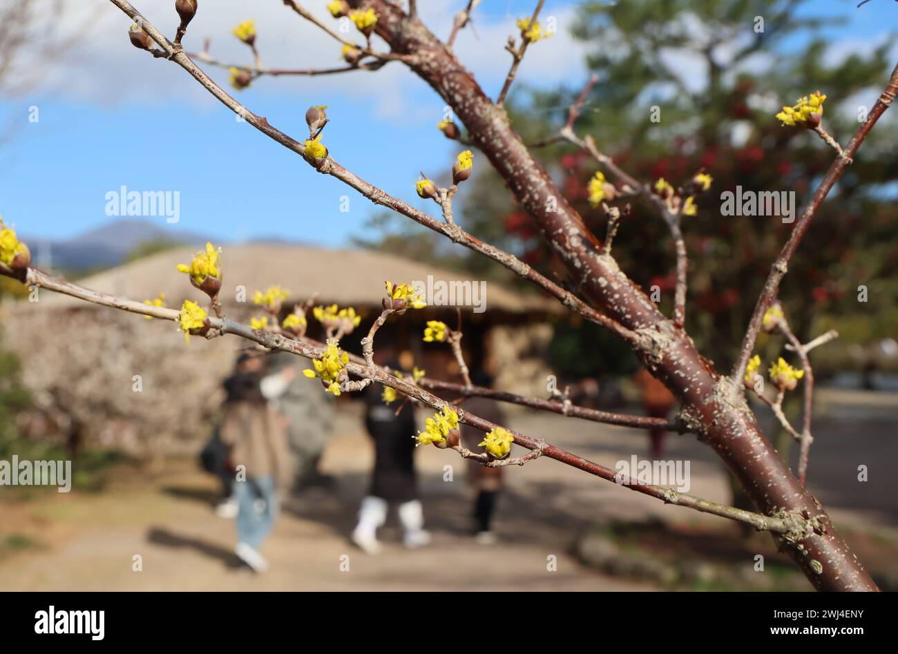 13th Feb, 2024. Messenger of spring Sansuyu flowers (cornus officinalis ...