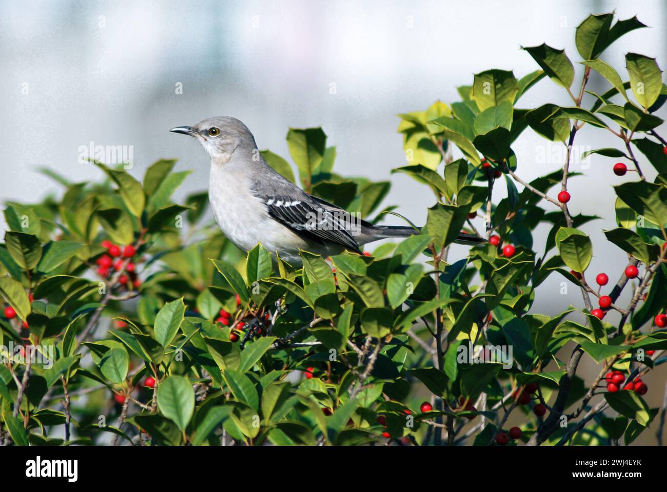 A Mockingbird sitting on Holly Shrub during cold winter day Stock Photo ...