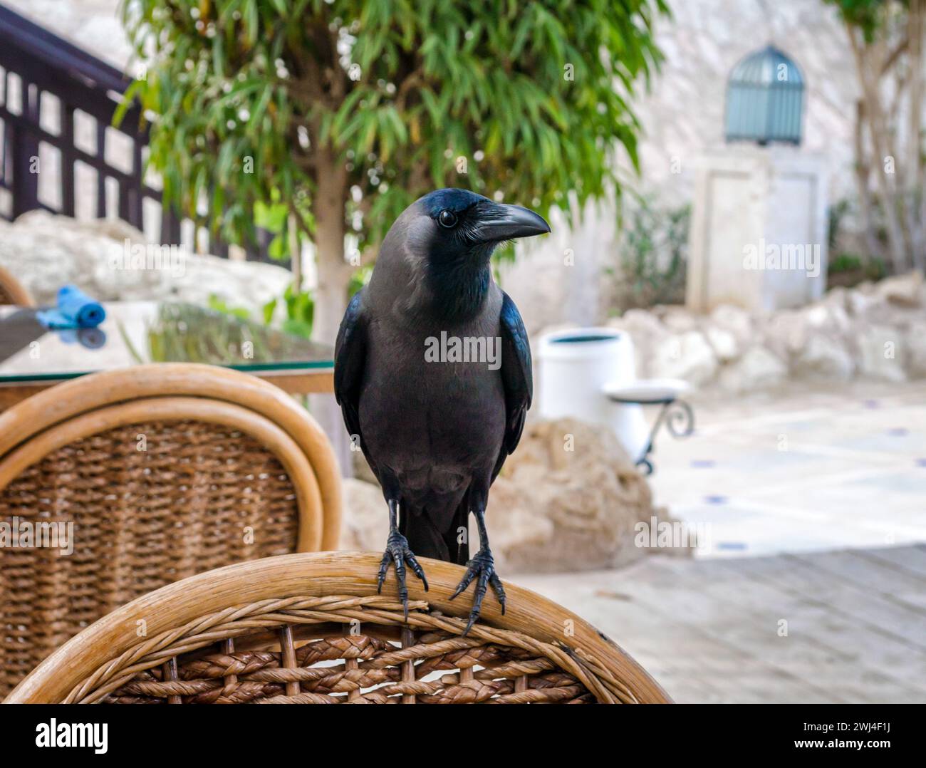 Egypt wooden bird hi-res stock photography and images - Alamy